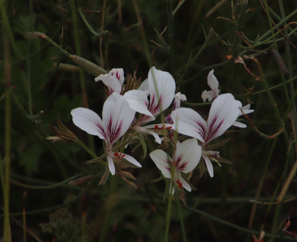 Long Butterfly Storksbill from Franskraal Commonage on December 12 ...