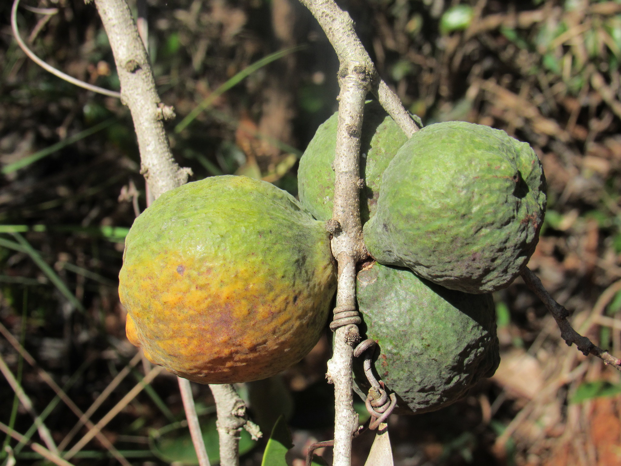 Salacia crassifolia (Mart.) G.Don