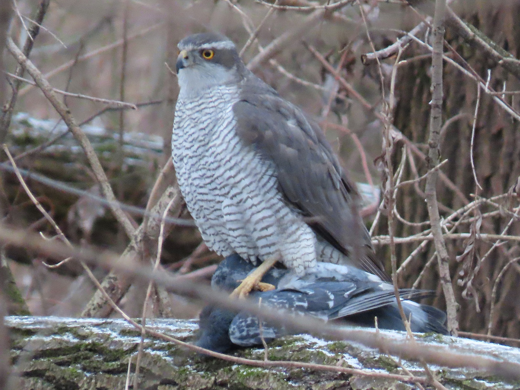 Northern Goshawk (Seney National Wildlife Refuge) · iNaturalist