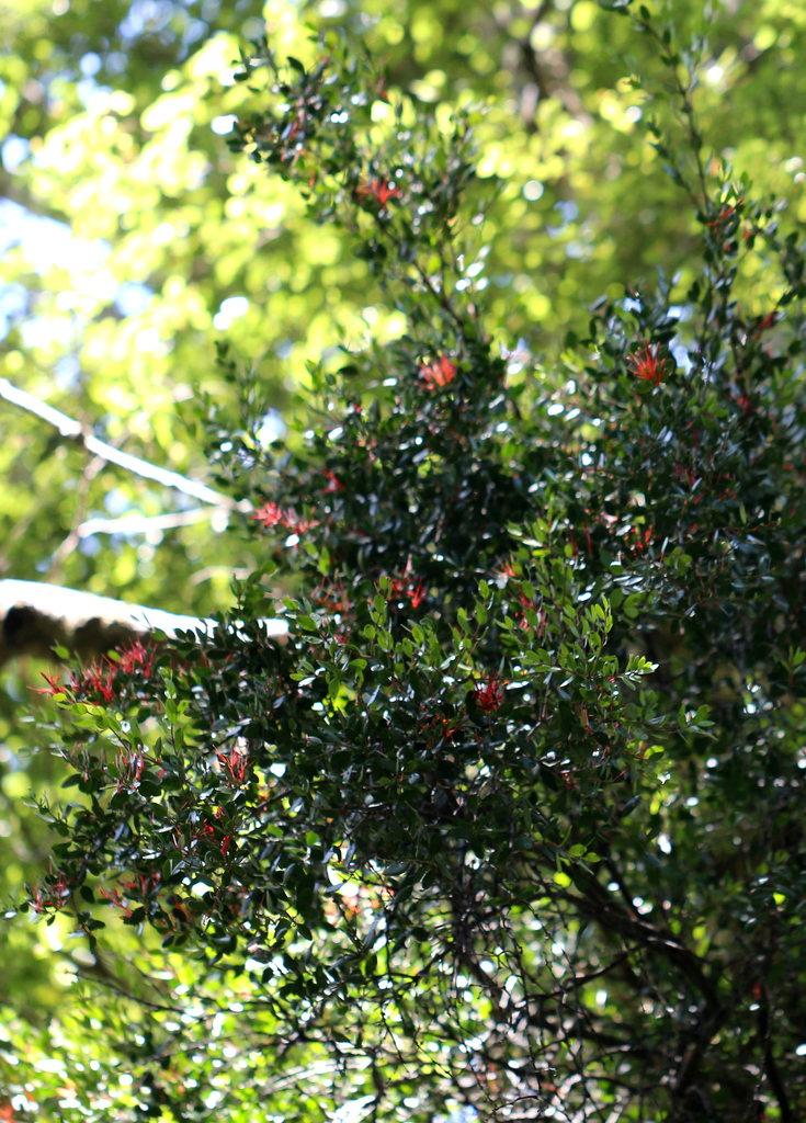 Red mistletoe in December 2019 by Bill Campbell · iNaturalist