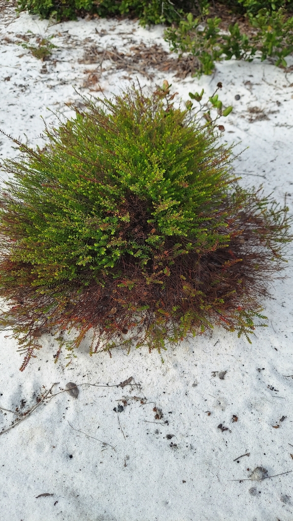 Deckert's pinweed from Stuart, FL 34997, USA on November 5, 2025 at 03: ...