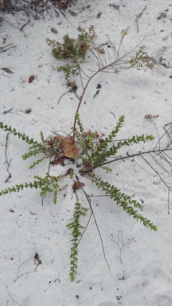 Nodding Pinweed from Stuart, FL 34997, USA on November 5, 2025 at 03:42 ...