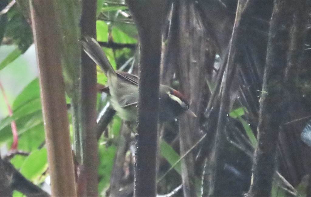 Pirre Warbler in December 2019 by Oliver Komar · iNaturalist