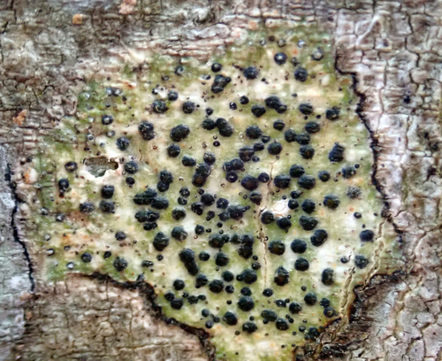 Pyrenula howeana · iNaturalist