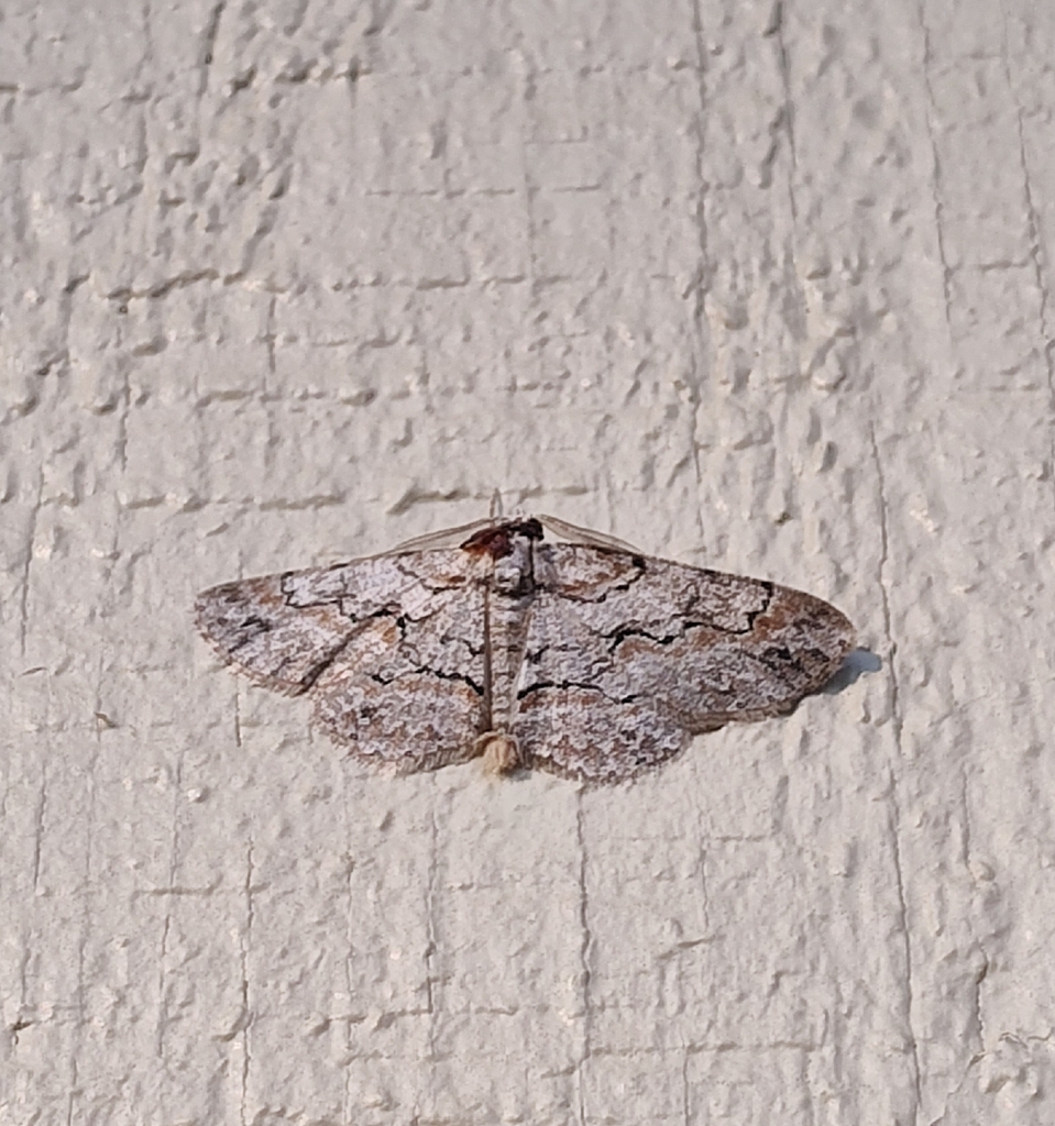 Brown-shaded Gray from 10681 N Cedars Rd, Seymour, IN 47274, USA on ...