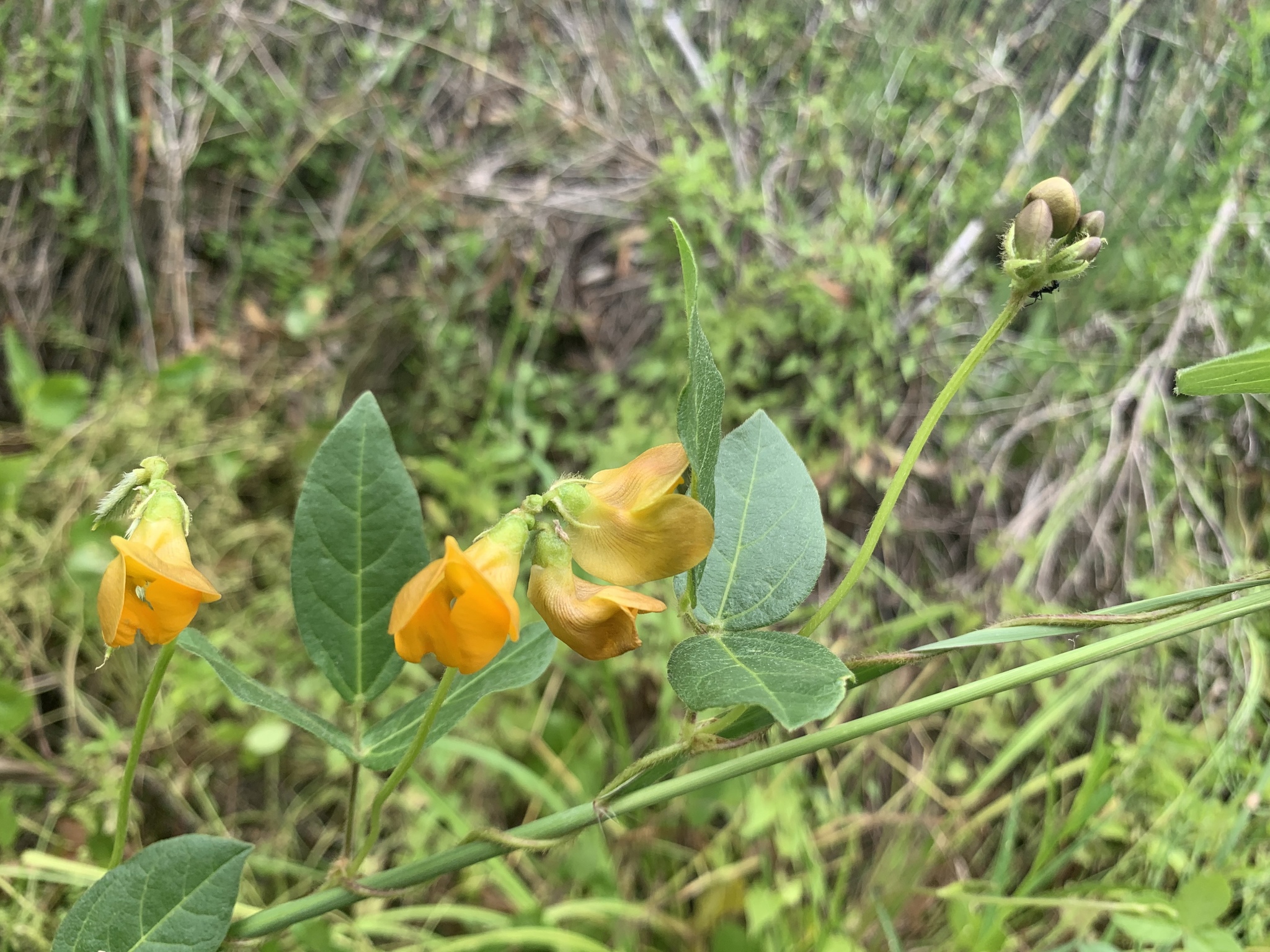 Vigna longifolia (Benth.) Verdc.