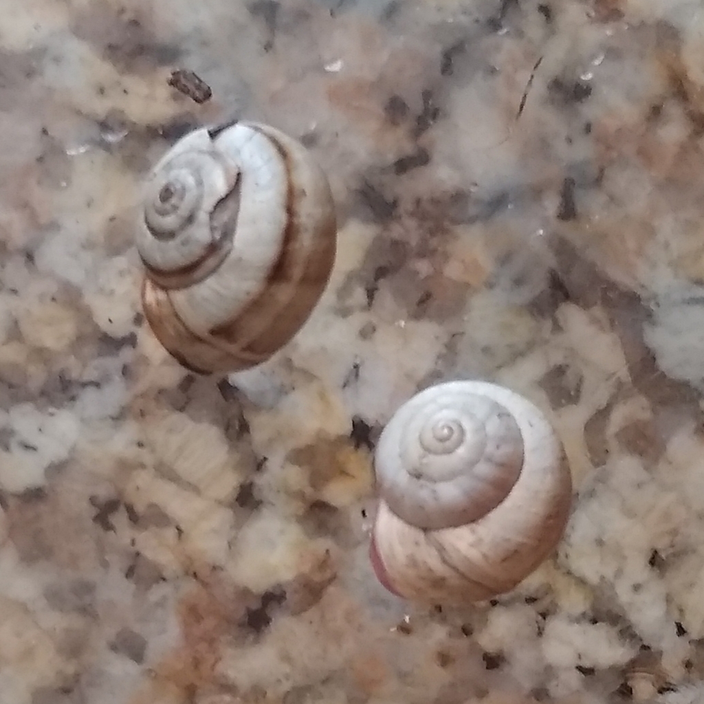 White Italian Snail from Pomona, CA 91768, USA on January 1, 2020 by ...