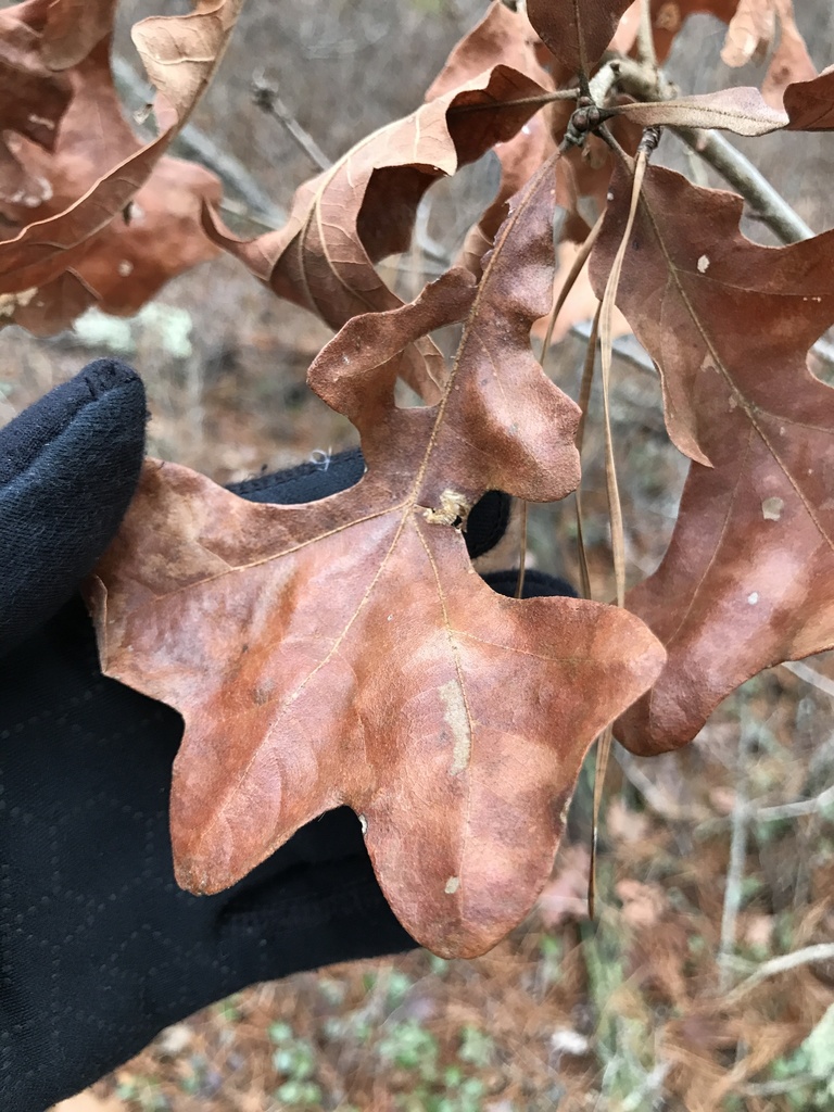 post oak from Southampton, NJ, US on January 1, 2020 at 10:36 AM by ...