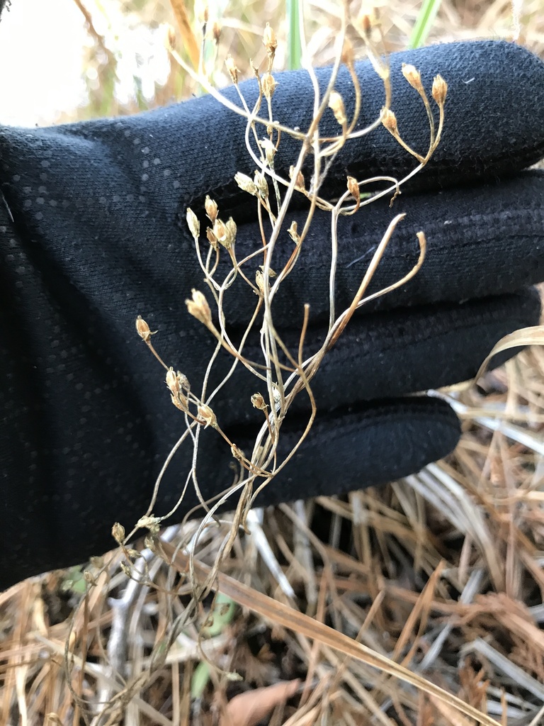 Twining Screwstem from Brendan T. Byrne, Browns Mills, NJ, US on ...