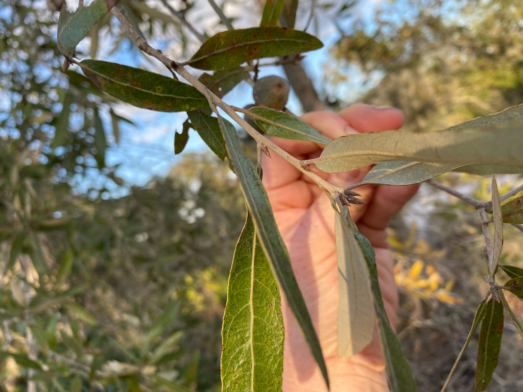 oaks from Allen David Broussard Catfish Creek Preserve State Park Trail ...