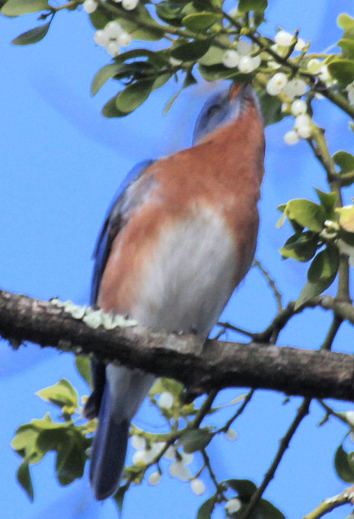 American Mistletoe from 490 Hemlock Rd, Kingsport, TN 37663, USA on ...