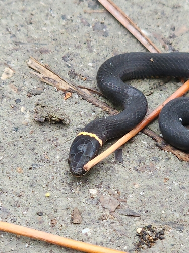 ring-necked snake (Diadophis punctatus) - Snakes and Lizards