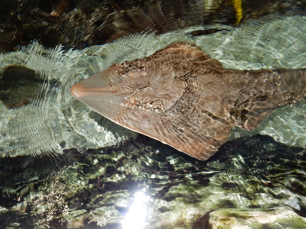 Shovelnose Guitarfish (China Cove Organisms) · iNaturalist