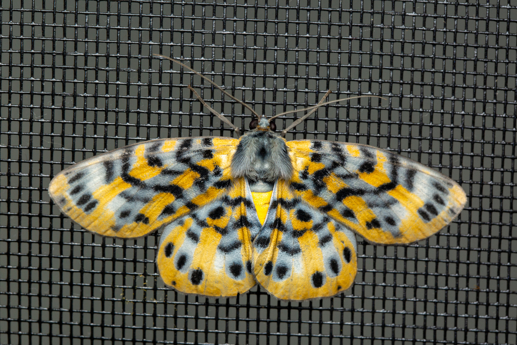 Bracca rotundata from Chambers Wildlife Rainforest Lodge on October 24 ...