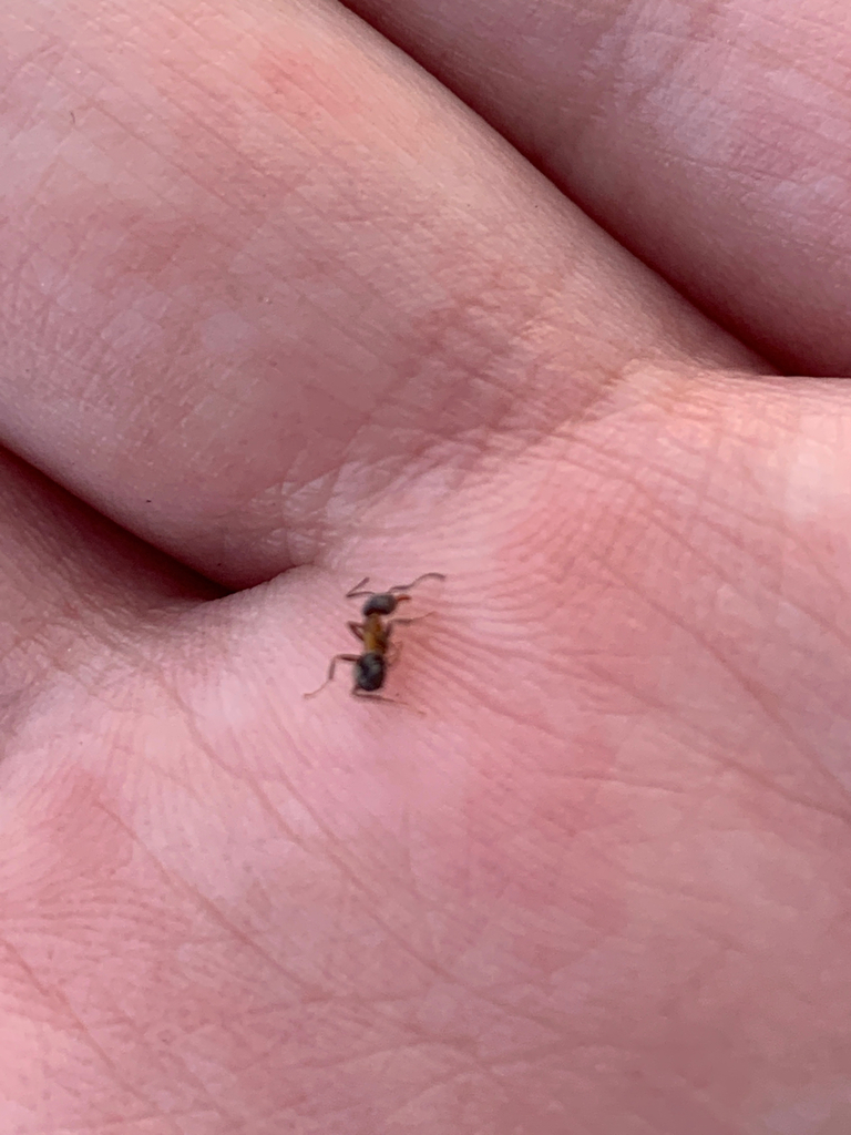 Western Velvety Tree Ant from South El Monte on January 1, 2020 by ...
