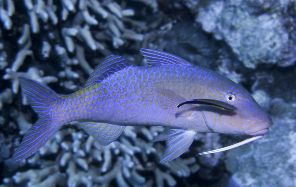 Goldsaddle Goatfish (Fishes of Richardson Beach Ocean Park Hilo Hawaii ...