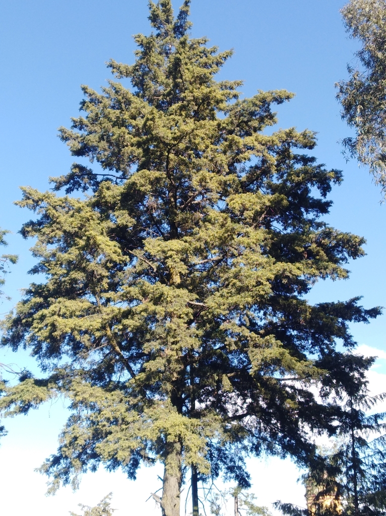 cedar of Goa from Espiritu Santo, 52140 Metepec, Méx., México on ...