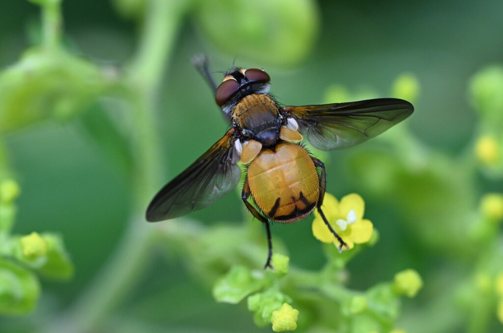 Ectophasia rotundiventris from 中国湖北省神农架林区 on September 13, 2025 at 11: ...