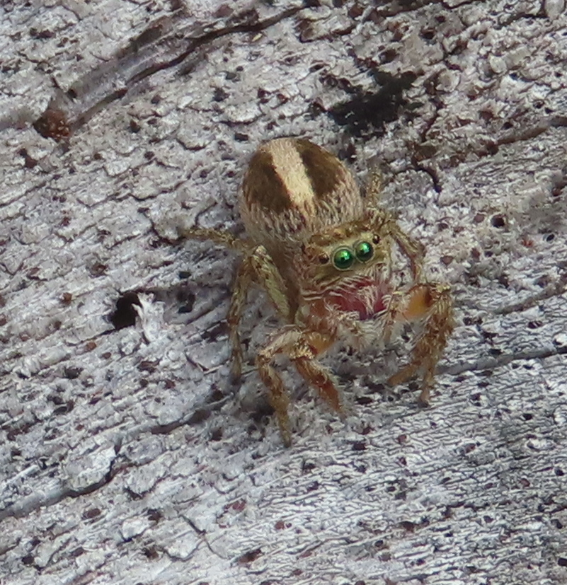 Jumping Spiders from Rivière Noire District, Mauritius on November 7 ...