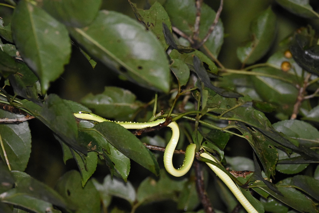 Rein Snake from 台灣花蓮縣 on November 5, 2019 by Yin-ju Yang · iNaturalist