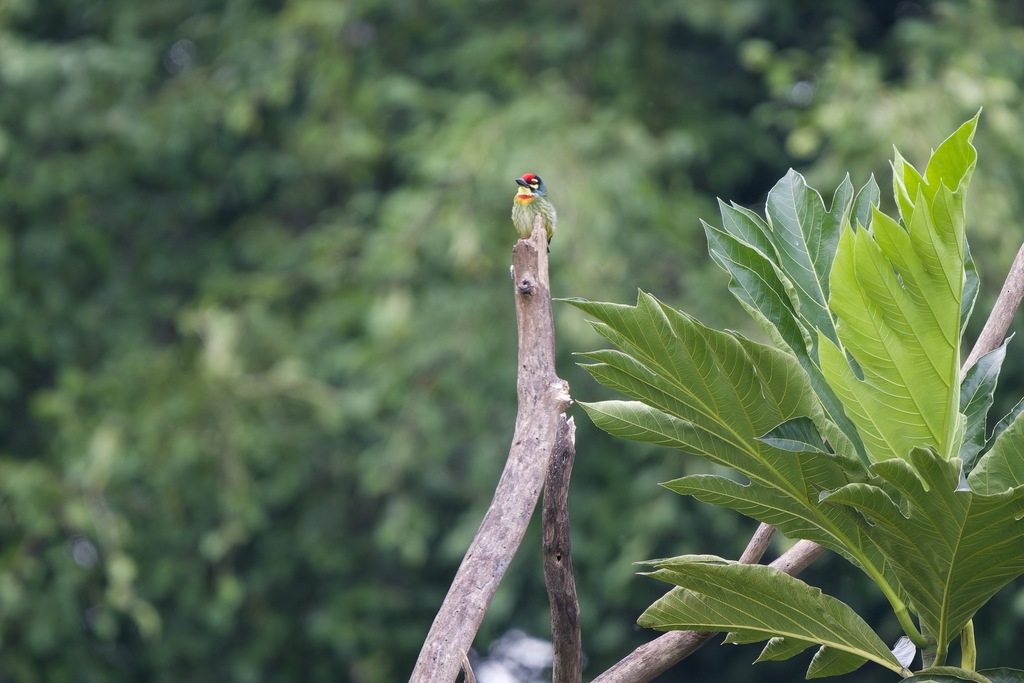 Coppersmith Barbet (Common Yellow-faced) in November 2025 by Sam Hambly ...