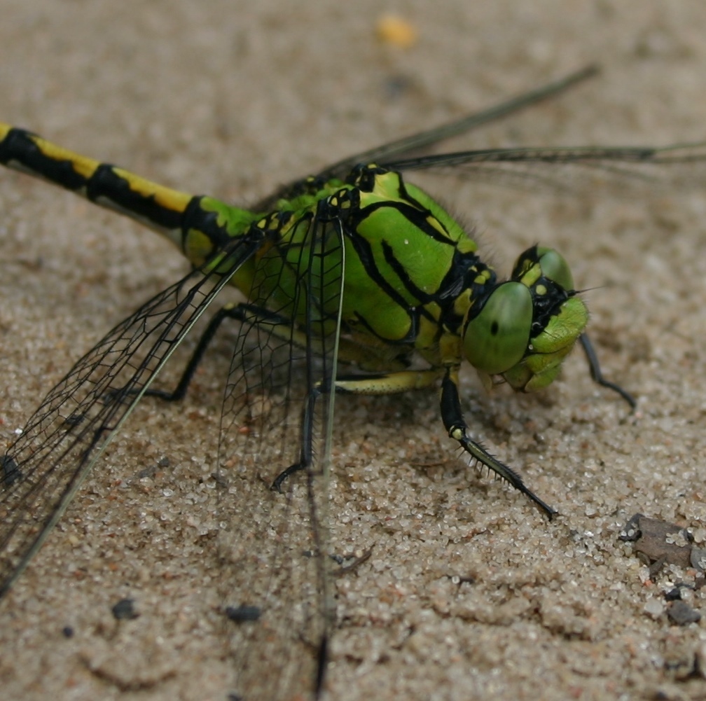 Дідок рогатий (Odonata of Ukraine / Бабки України) · iNaturalist