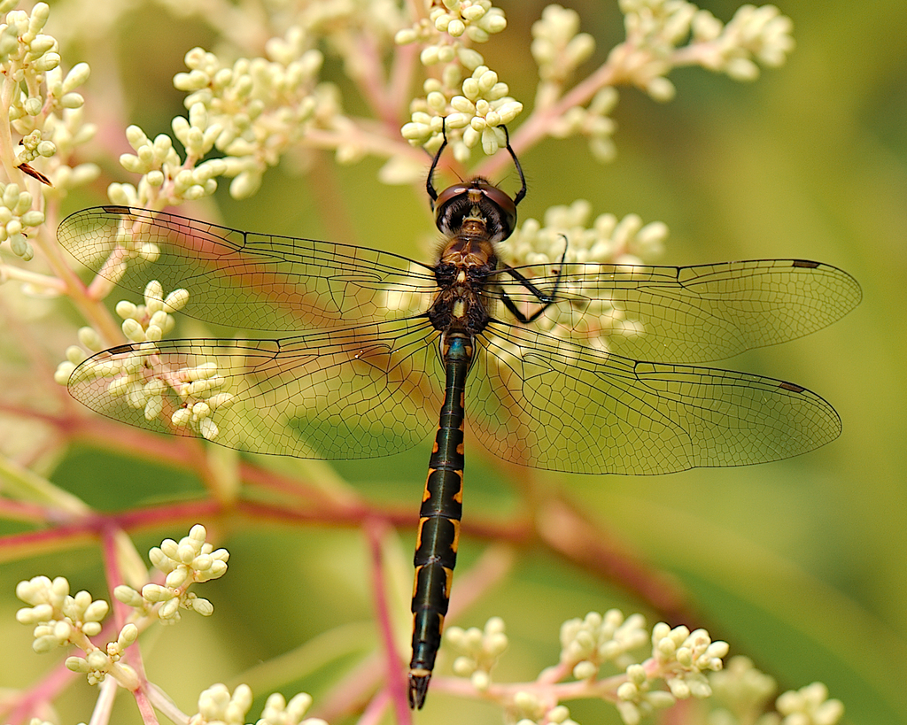 Australian Emerald Dragonfly from Okura Bush 0794, New Zealand on ...