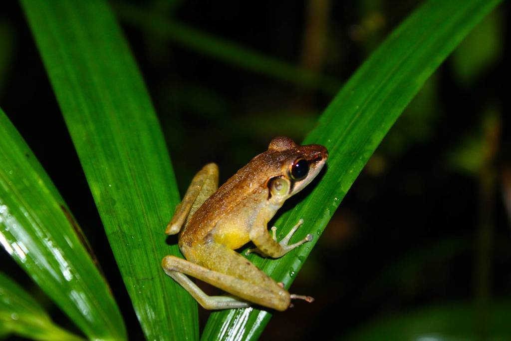Sumatran Torrent Frog from Kecamatan Balik Bukit, Lampung, Liwa, Kubu ...