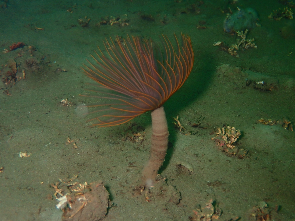 Flame Feather Duster Worm from West Greece, Peloponnese, Western Greece ...