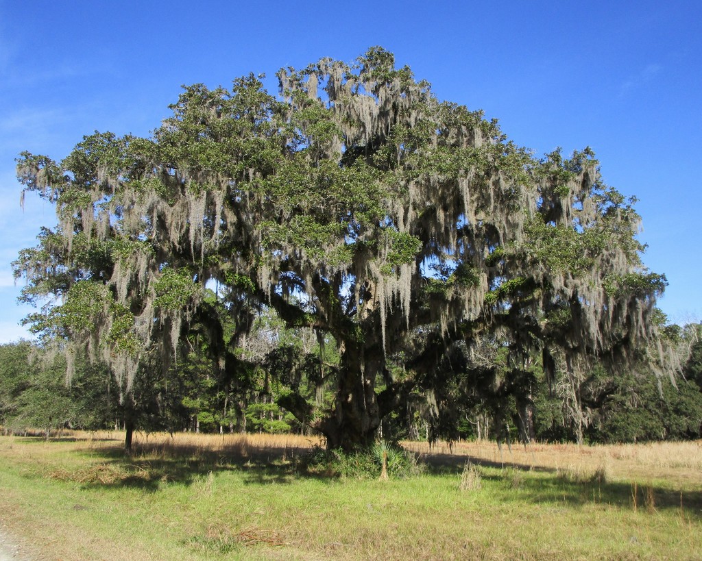 southern live oak (Quercus virginiana) - Botanical Realm