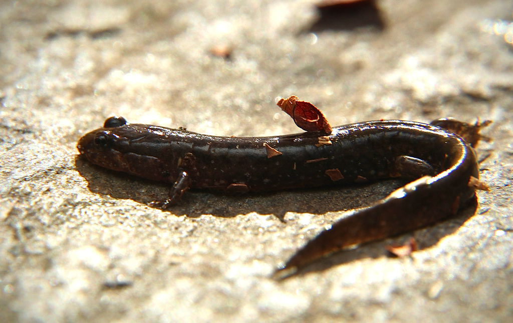 Piedmont Dusky Salamander in November 2021 by Eric Johnson · iNaturalist