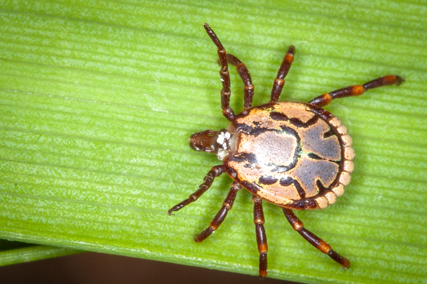 South African Bont Tick (Scorpions, Spiders, Ticks and Mites of the ...