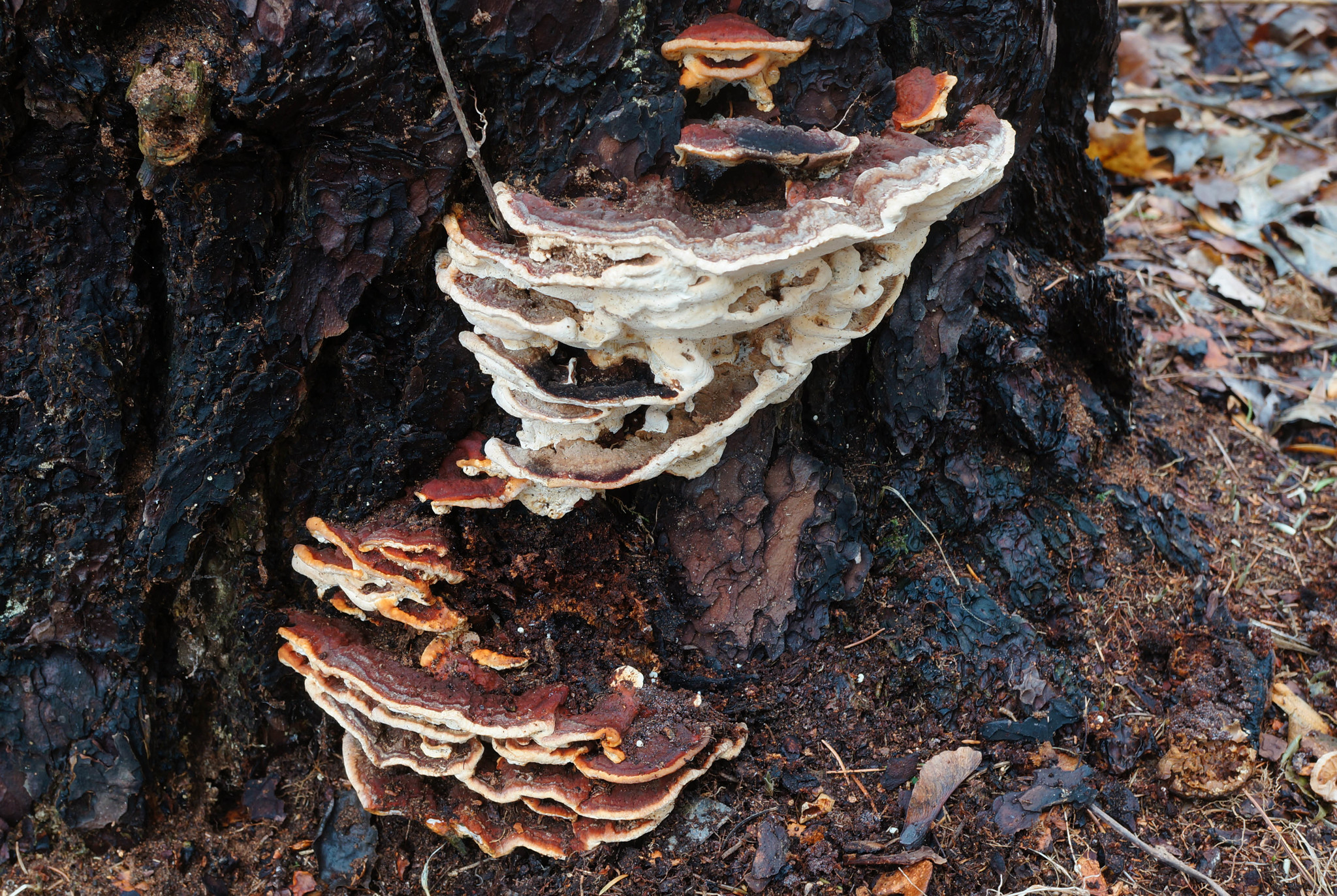 Heterobasidion irregulare Garbel. & Otrosina