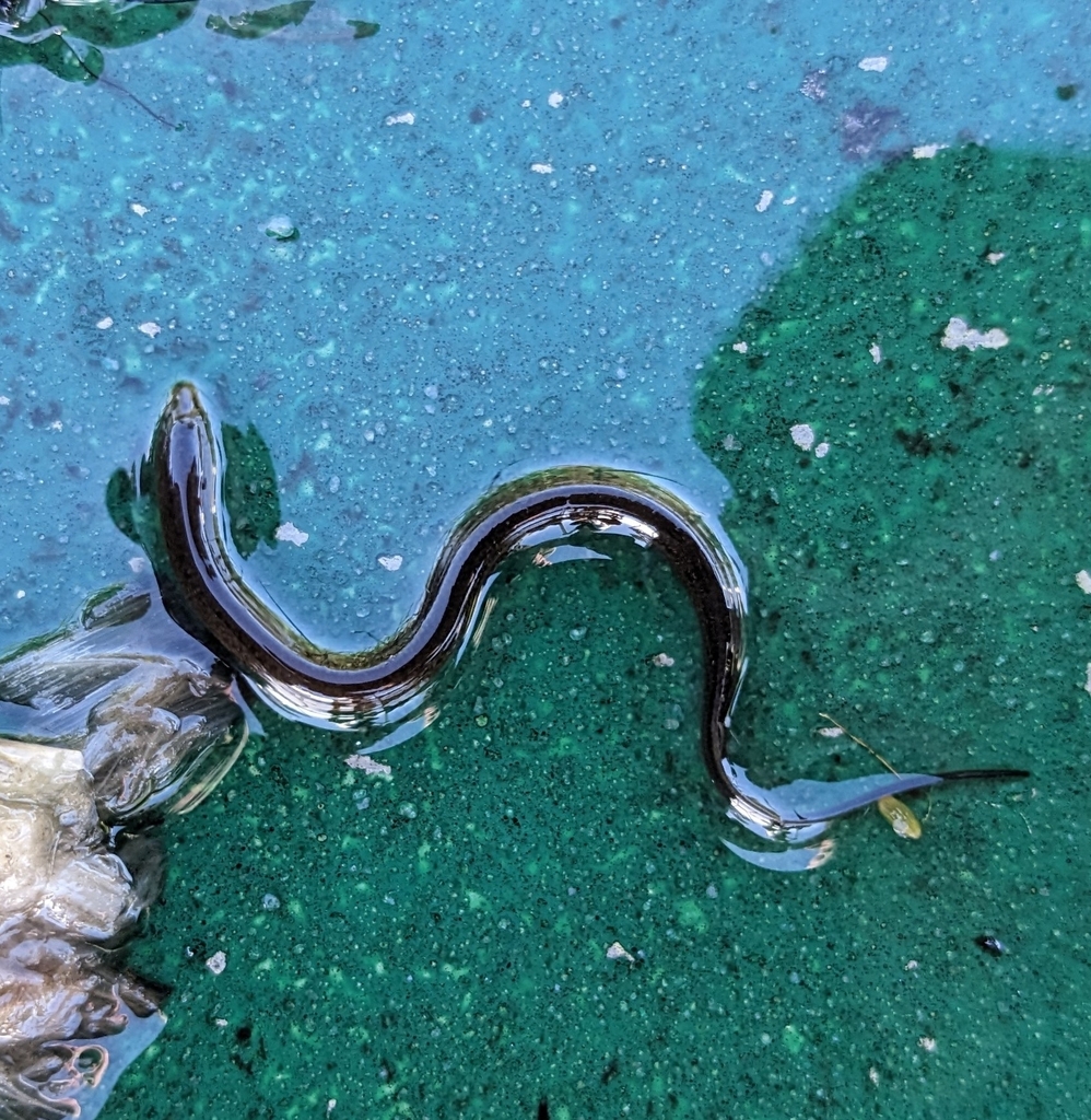 Asian Swamp Eel from Glades County, FL, USA on November 5, 2025 at 11: ...