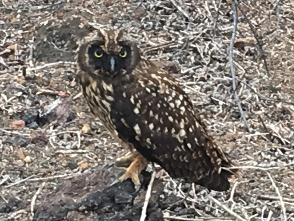 Galápagos Short-eared Owl (Asio flammeus galapagoensis) - Avian Discovery