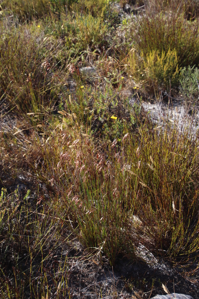 Thatching Reeds from Muizenberg Cave ridge, Silvermine East section of ...