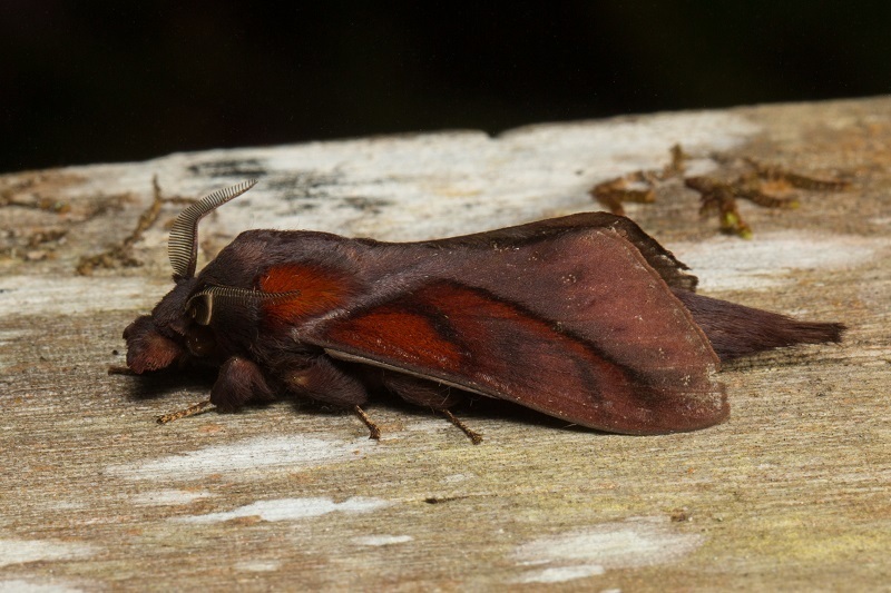 Kunugia from Fraser's Hill, Pahang, Malaysia on February 19, 2018 at 10 ...