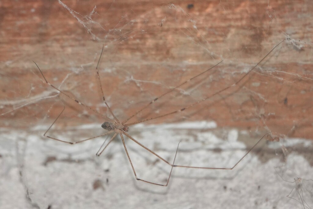 Tailed Cellar Spider from KayaNyala, Mahenye, Chipinge, Manicaland ...