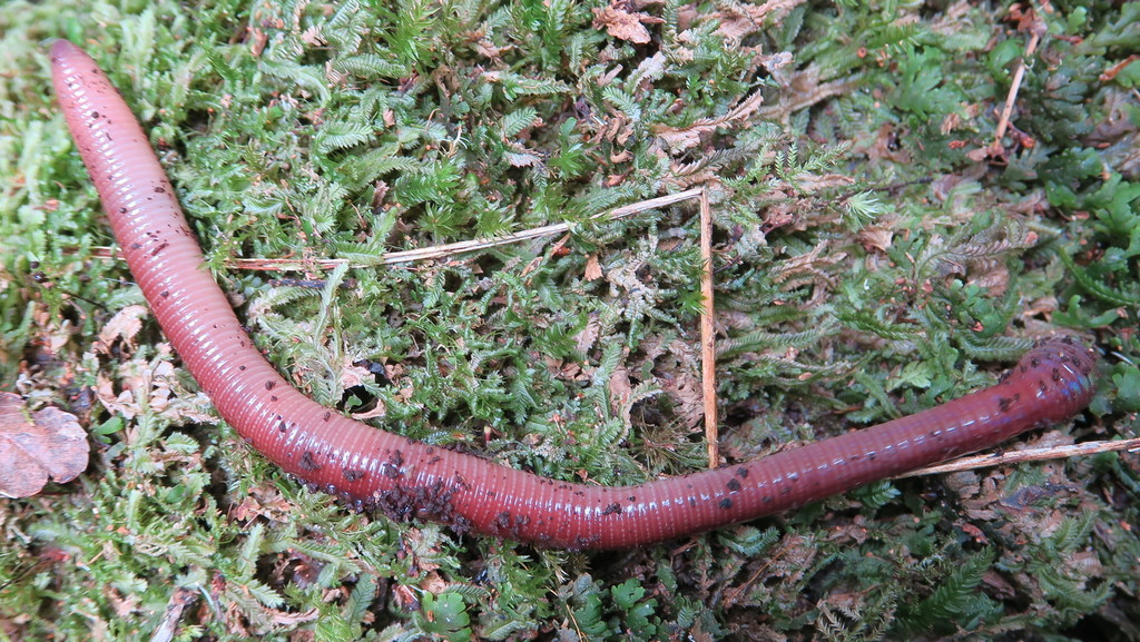 Giant Earthworms from Egmont National Park, New Zealand on January 02 ...