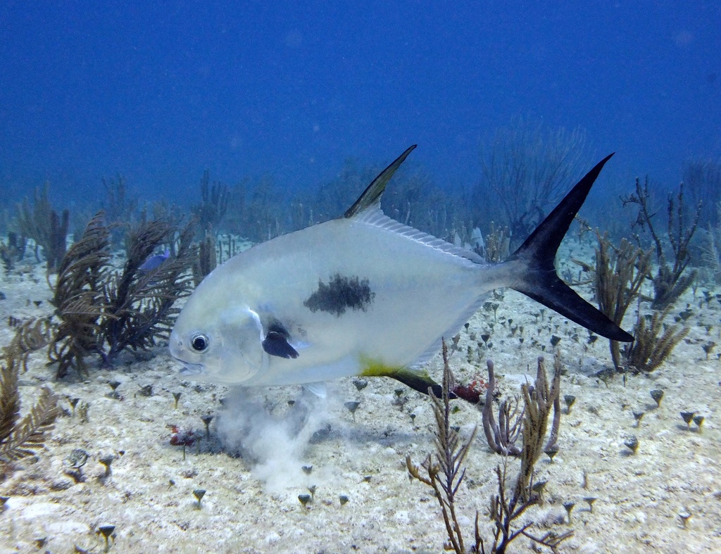 Trachinotus falcatus (Ictiofauna Marinha de Florianópolis) · iNaturalist