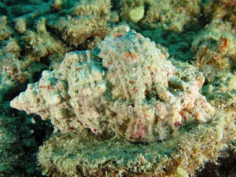 Tutufa rubeta (Linnaeus, 1758)