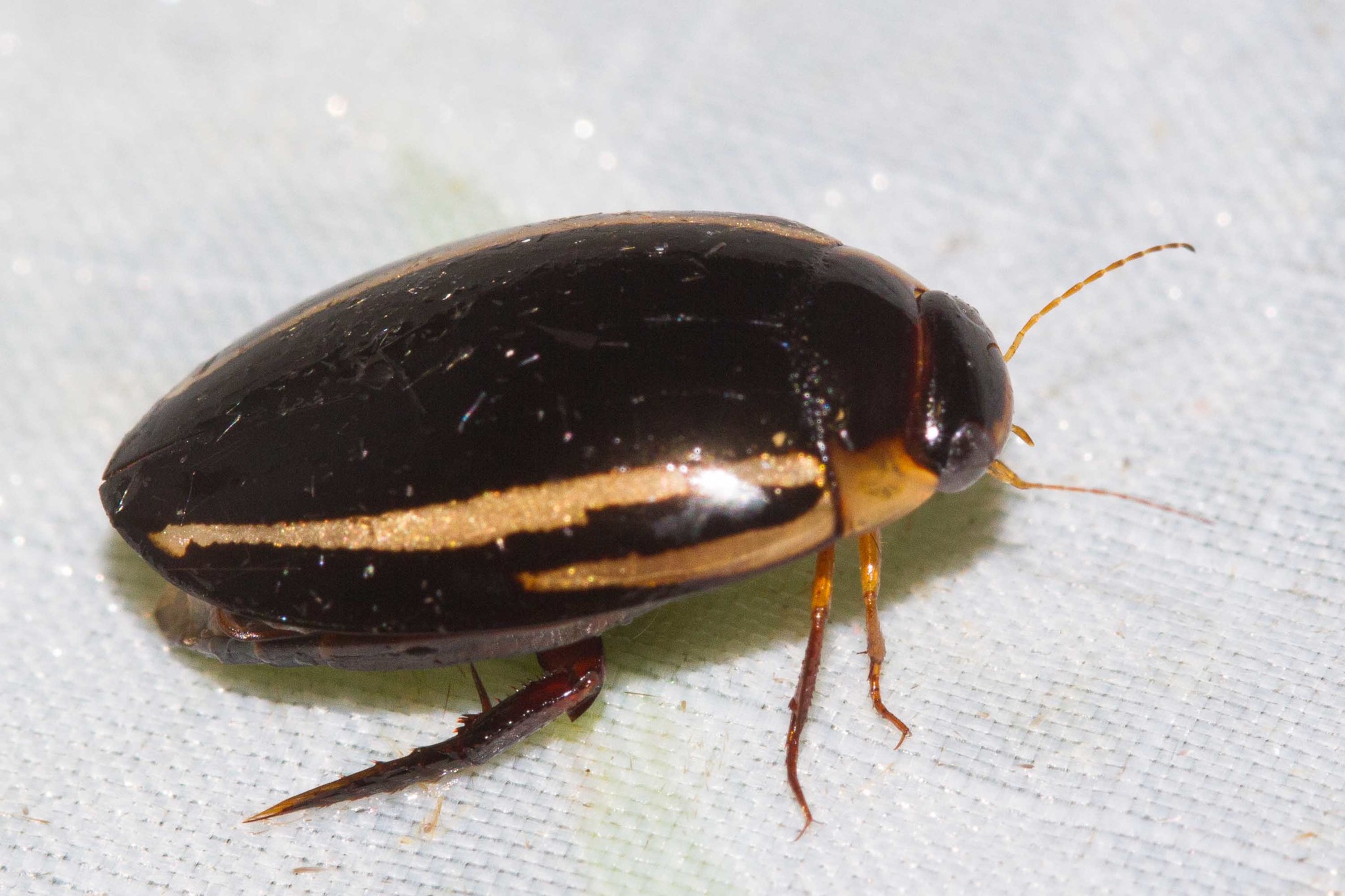 Hydaticus quadrivittatus Blanchard, 1843