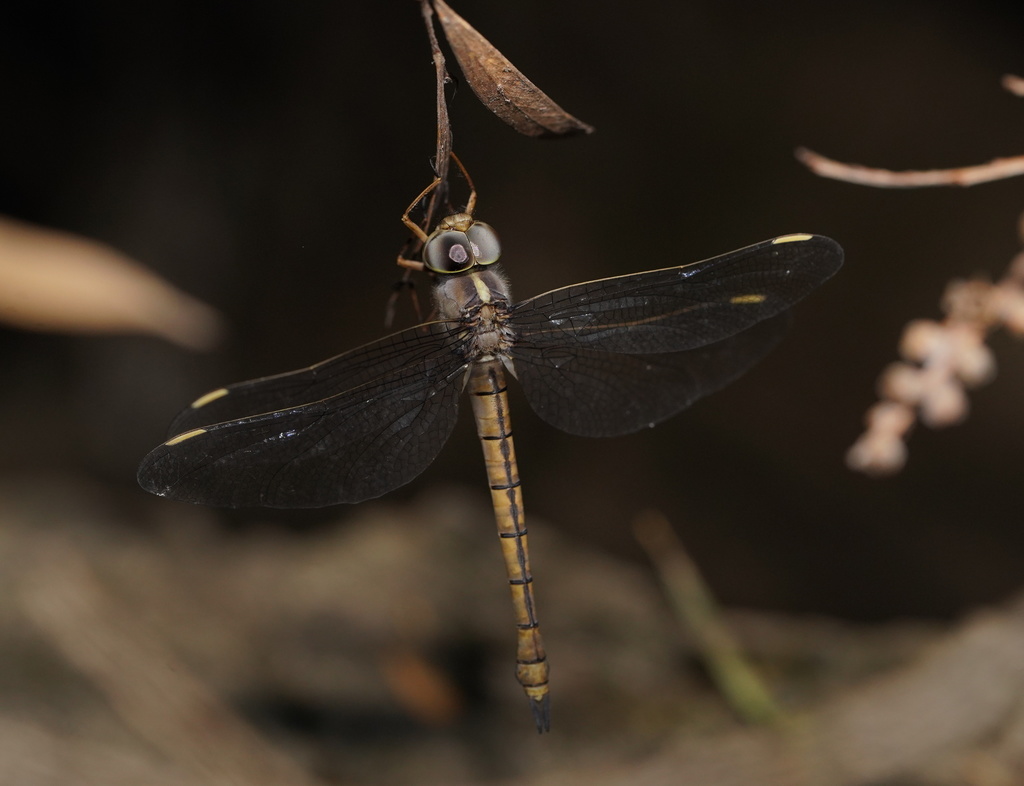 Nighthawk from Peechelba VIC 3678, Australia on December 30, 2019 at 10 ...