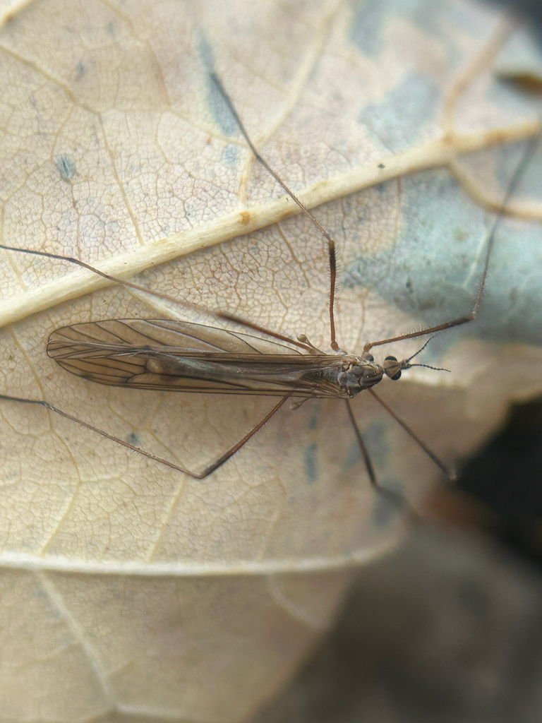 Symplecta pilipes from E Evans Ave, Denver, CO, US on November 7, 2025 ...