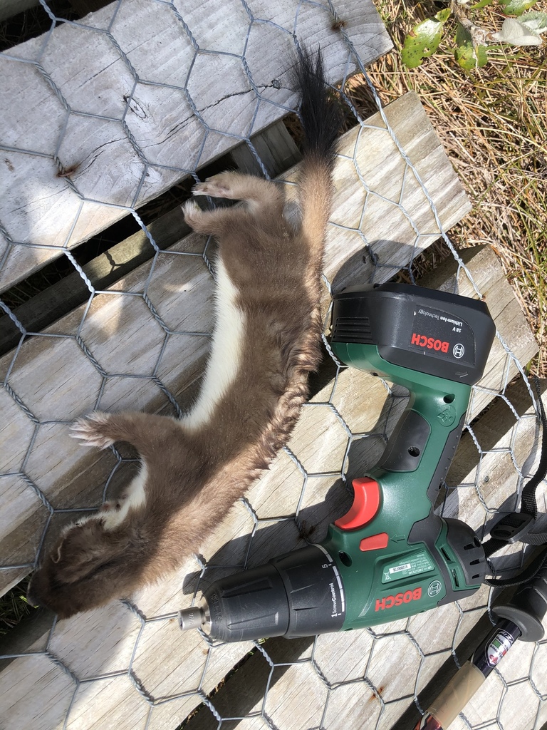 Eurasian Stoat from Fiordland National Park, Southland, NZ on January ...