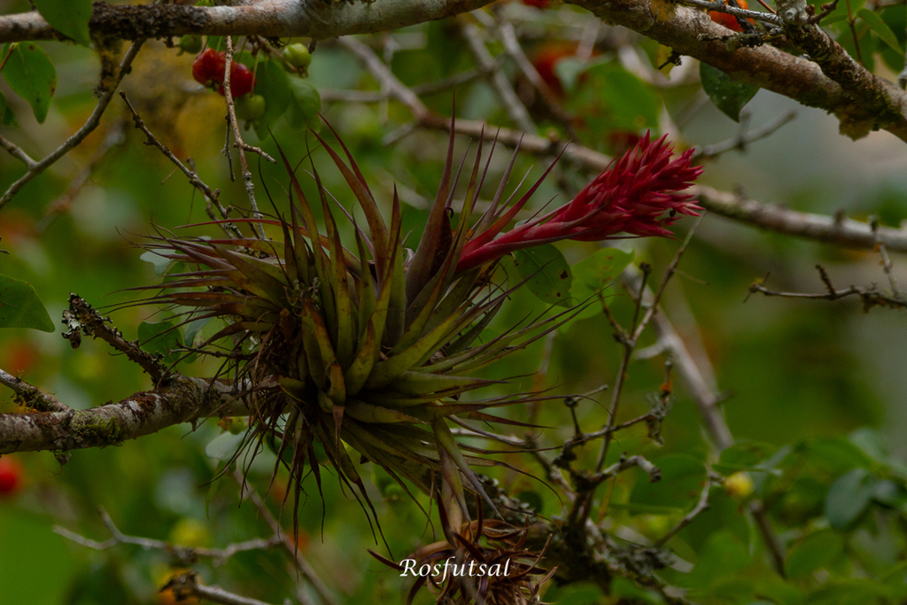 Tillandsia geminiflora from Mal. Floriano - ES, 29255-000, Brasil on ...