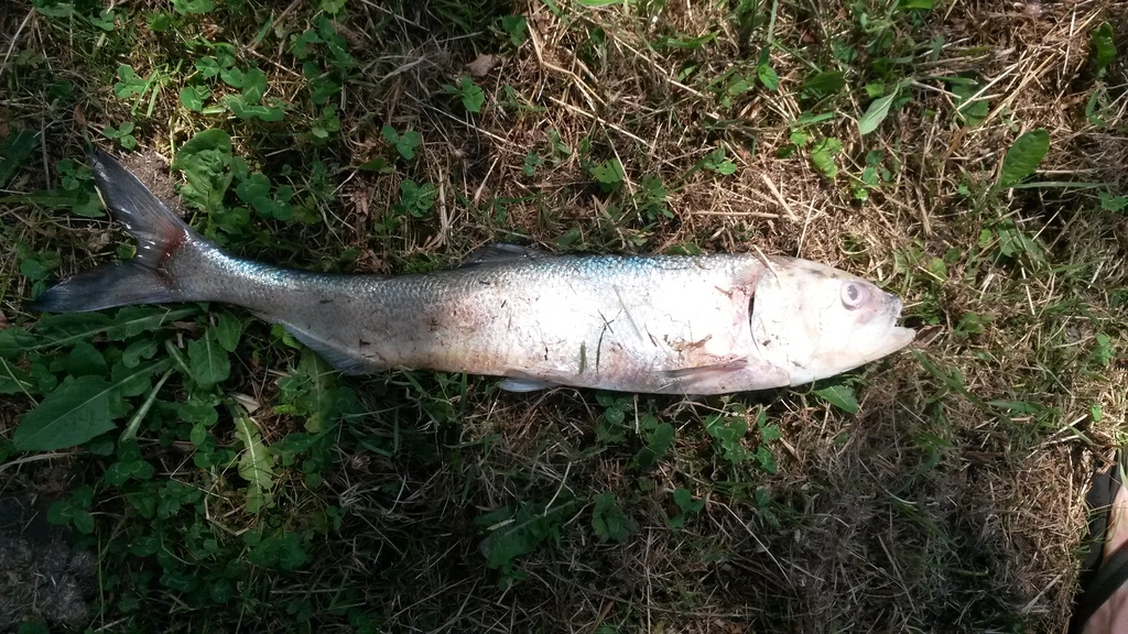 Allis Shad (Alosa alosa) - Marine Life Identification