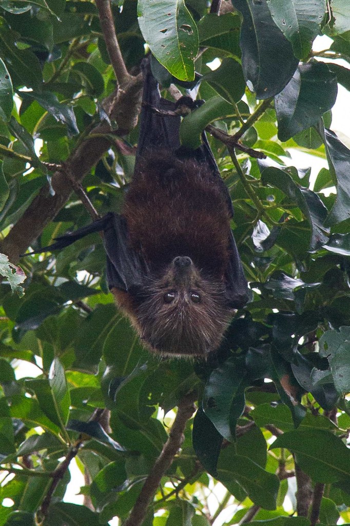Ornate Flying-fox in March 2017 by juju98 · iNaturalist