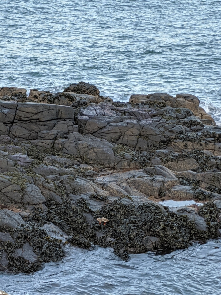 Common Redshank from Portrush, UK on December 30, 2019 at 02:46 PM by ...