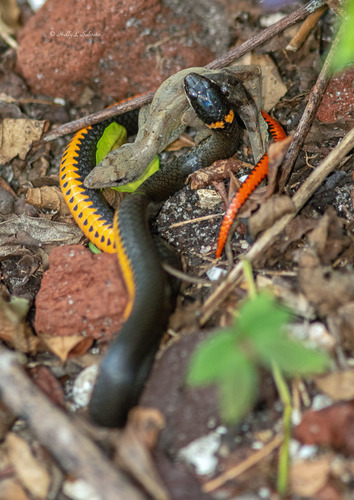 ring-necked snake (Diadophis punctatus) - Snakes and Lizards